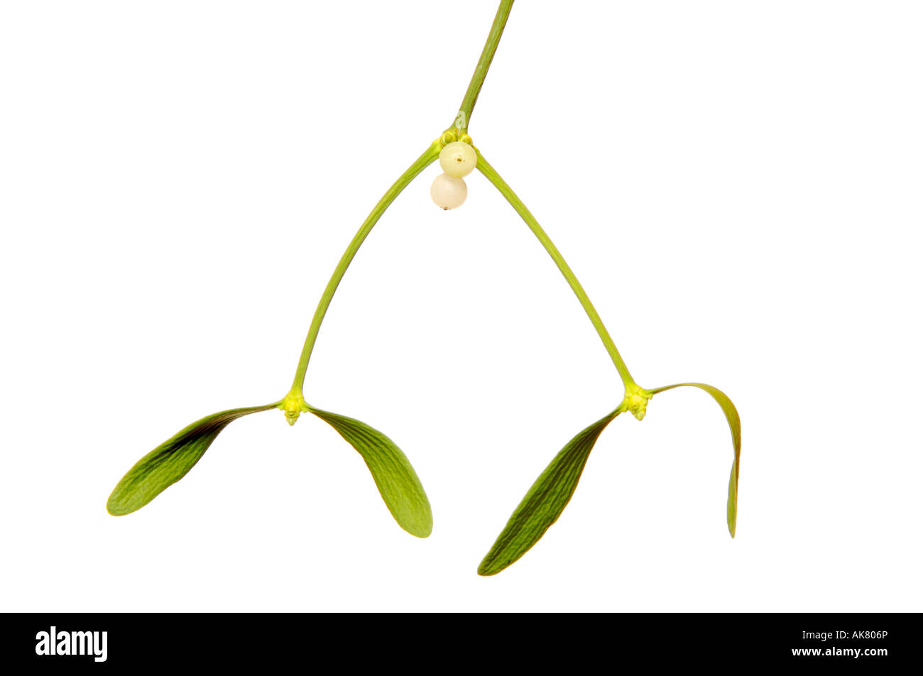 Mistletoe druid hi-res stock photography and images - Alamy