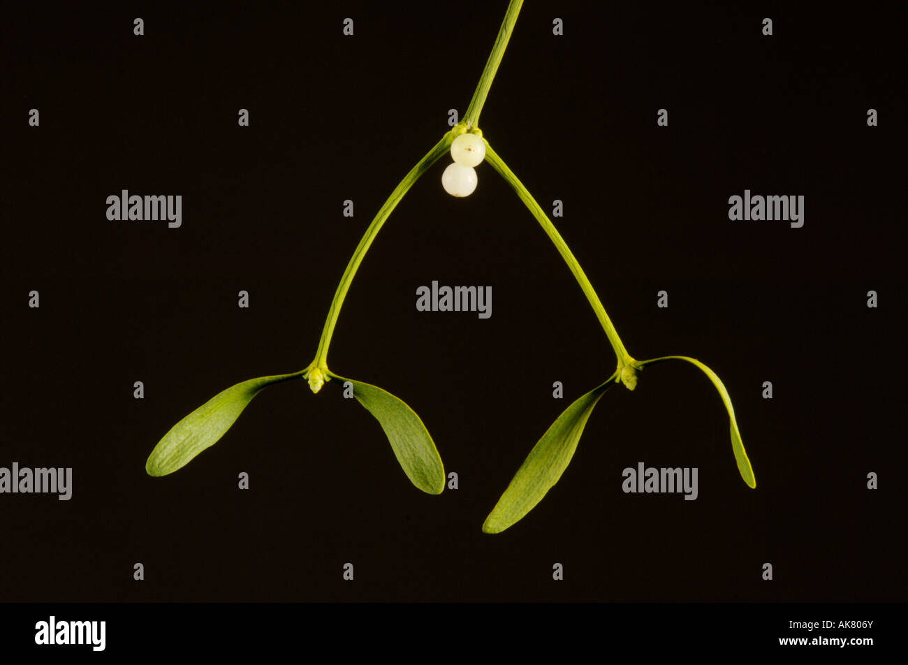 Mistletoe Druid High Resolution Stock Photography and Images - Alamy