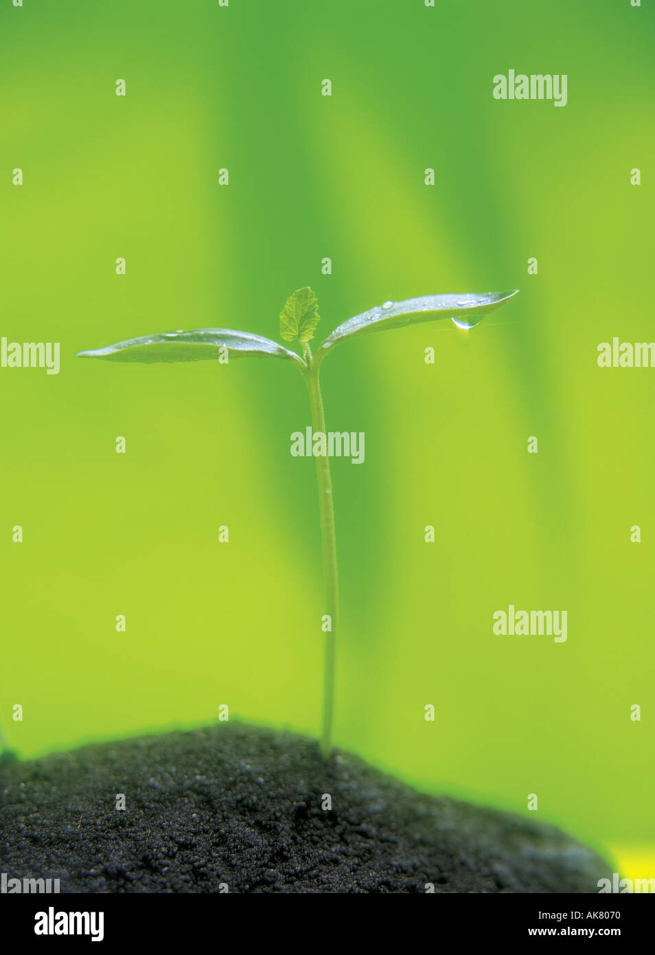 Water drop from sprout Stock Photo - Alamy