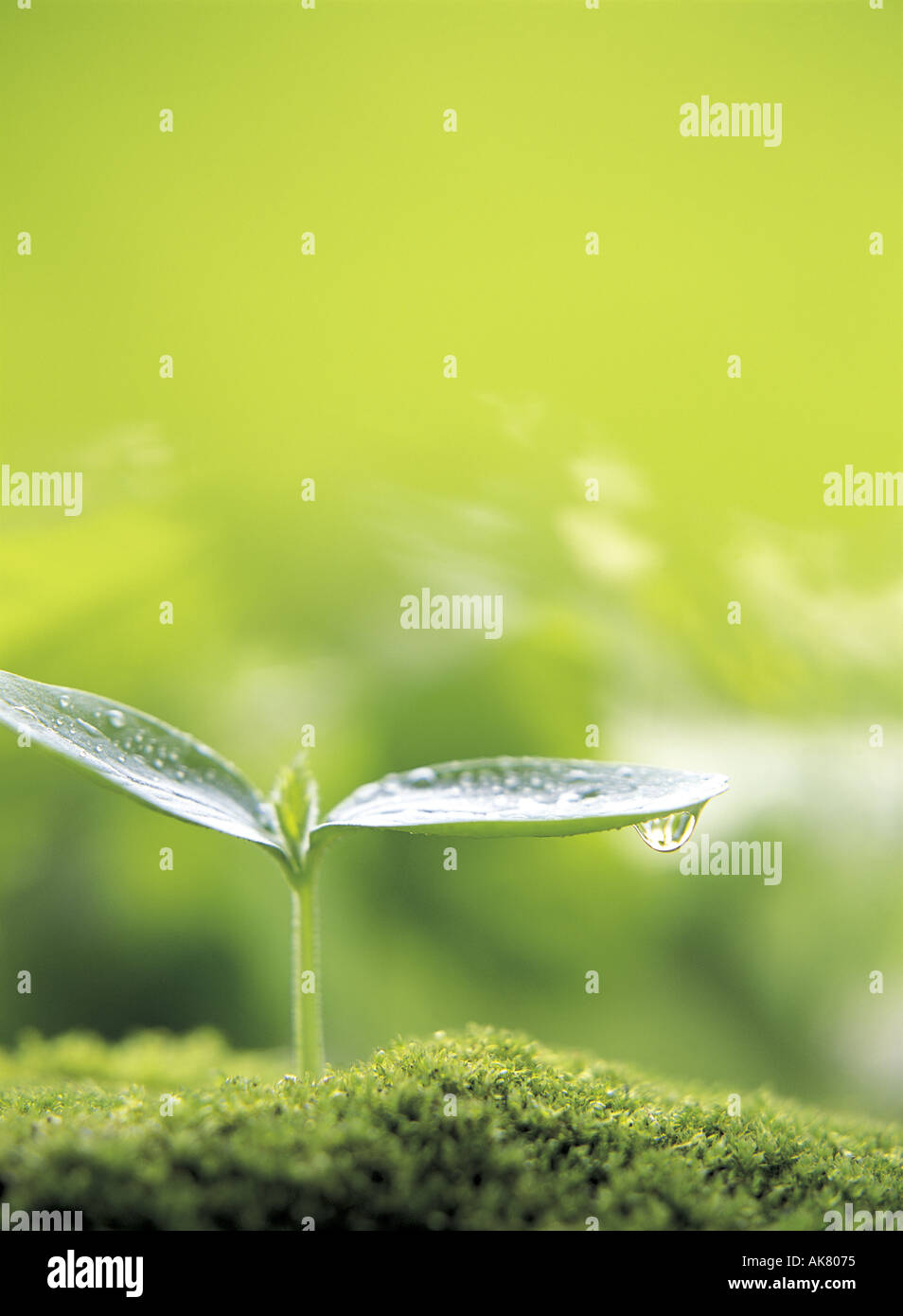 Water drop from sprout Stock Photo - Alamy