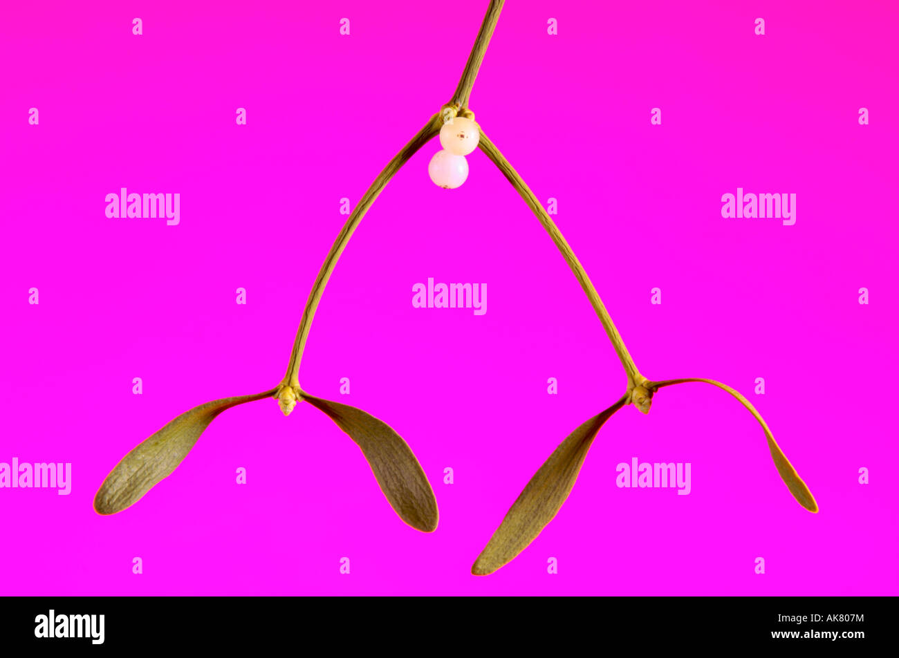 Sprig of mistletoe hi-res stock photography and images - Alamy