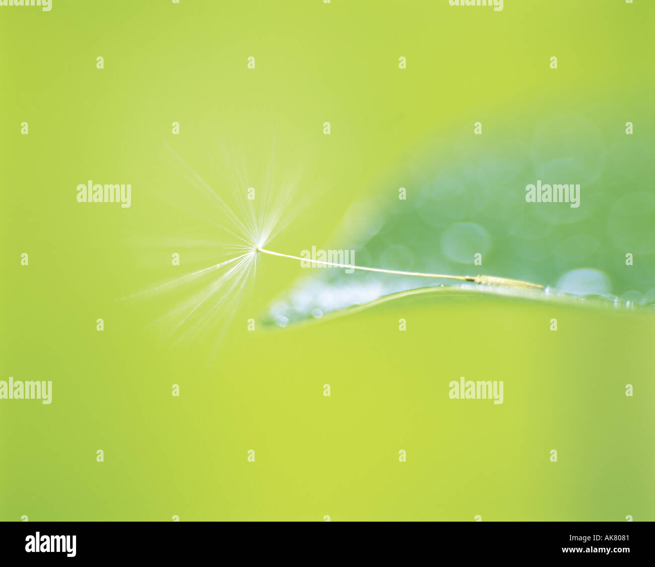 Chinese banyan dandelion Stock Photo - Alamy