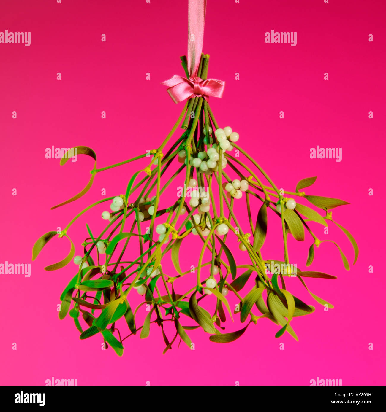 Mistletoe hanging by ribbon on pink background Stock Photo - Alamy