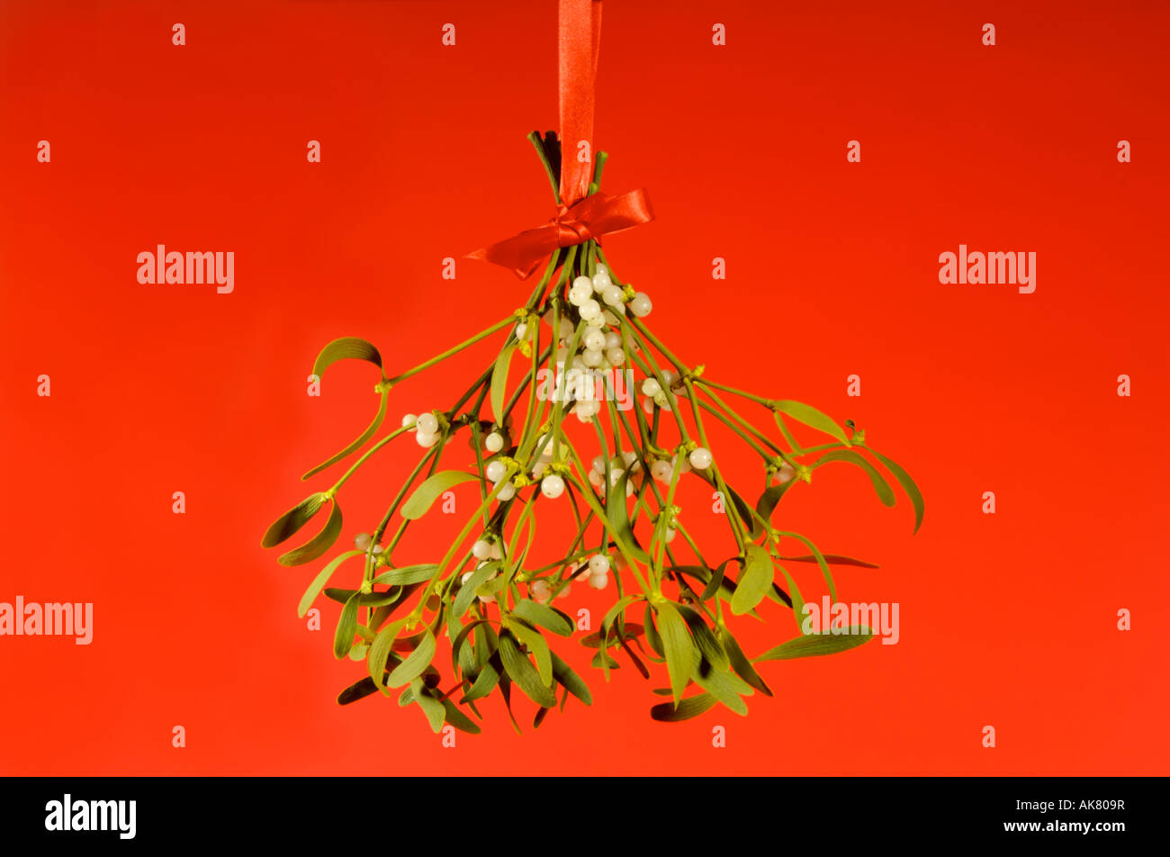 Red berry mistletoe viscum hi-res stock photography and images - Alamy
