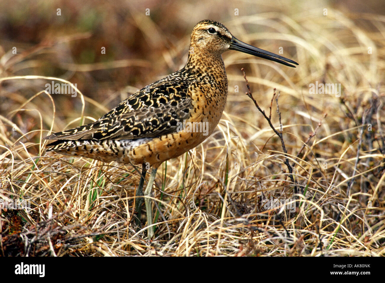 Long billed Dowitcher in Alaskan Tundra Stock Photo - Alamy