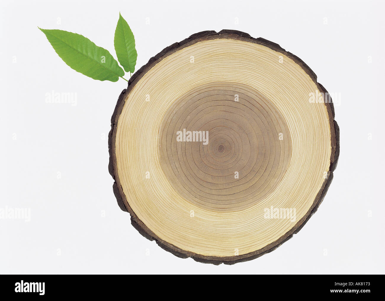 Stump chestnut leaves Stock Photo - Alamy