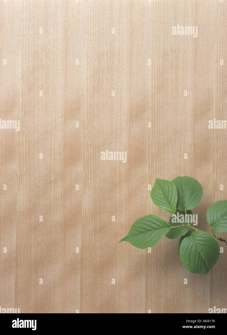 Cherry blossom wood leaves Stock Photo - Alamy