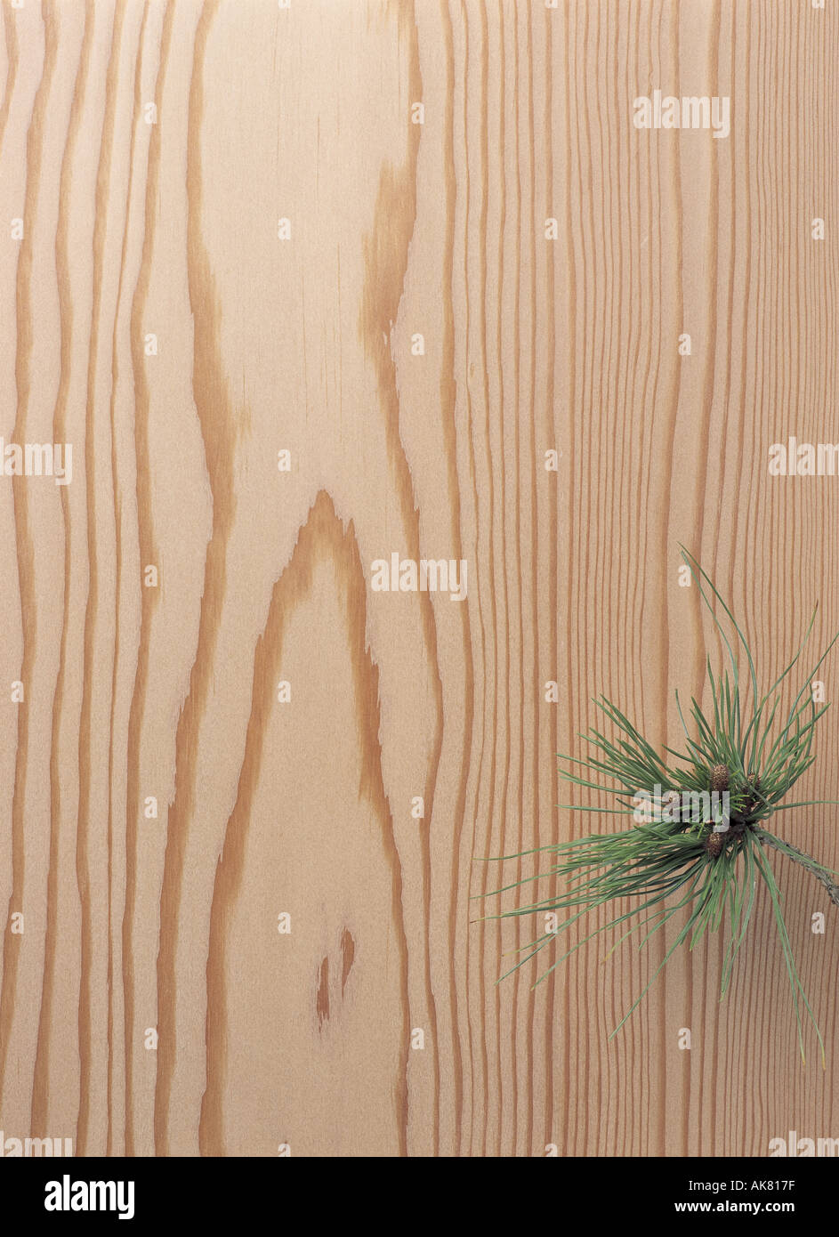 Red pine wood leaves Stock Photo - Alamy