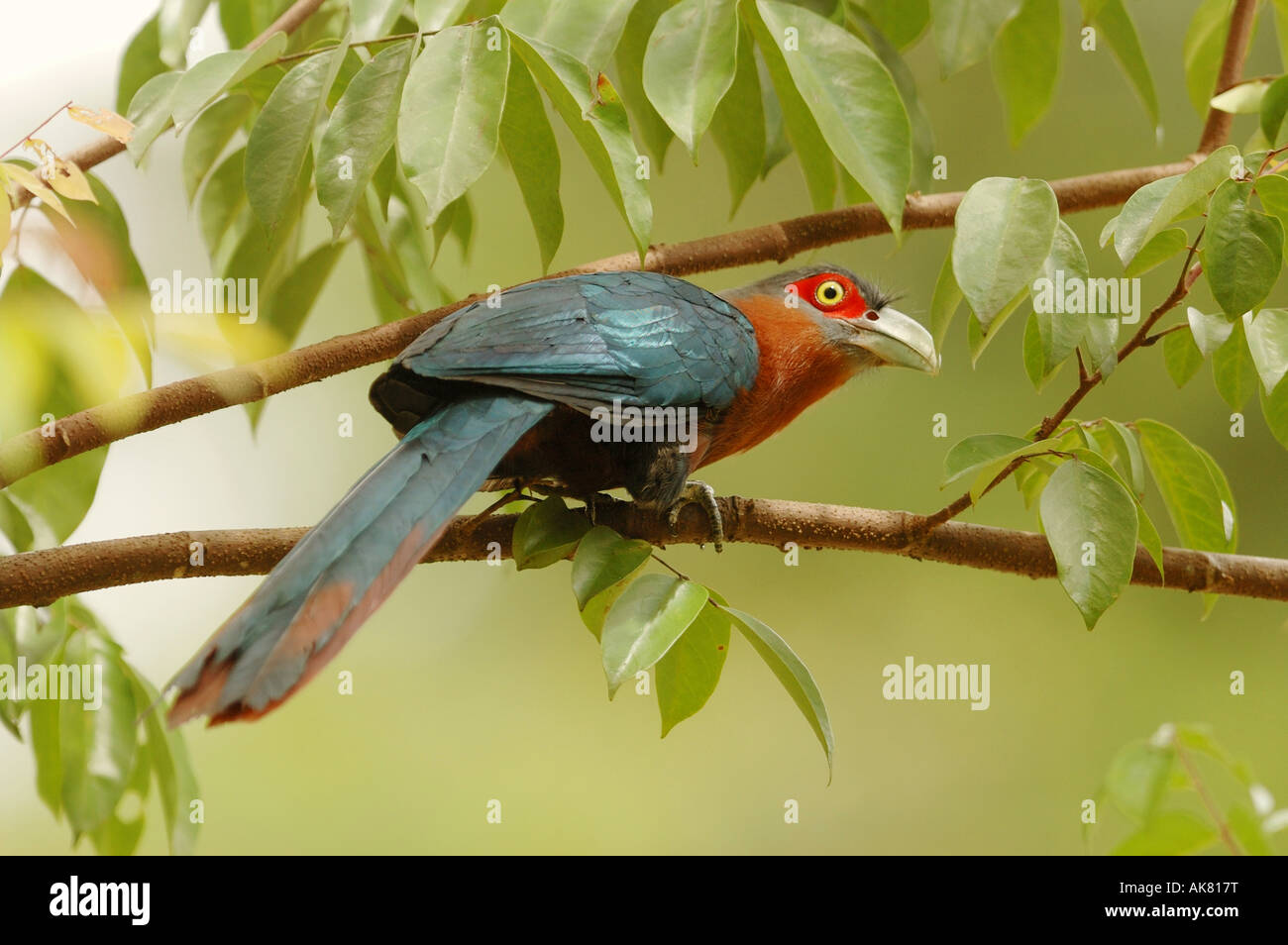 Exotic Chestnut-breasted Malkoha perched in a bush in the Taman Negara ...