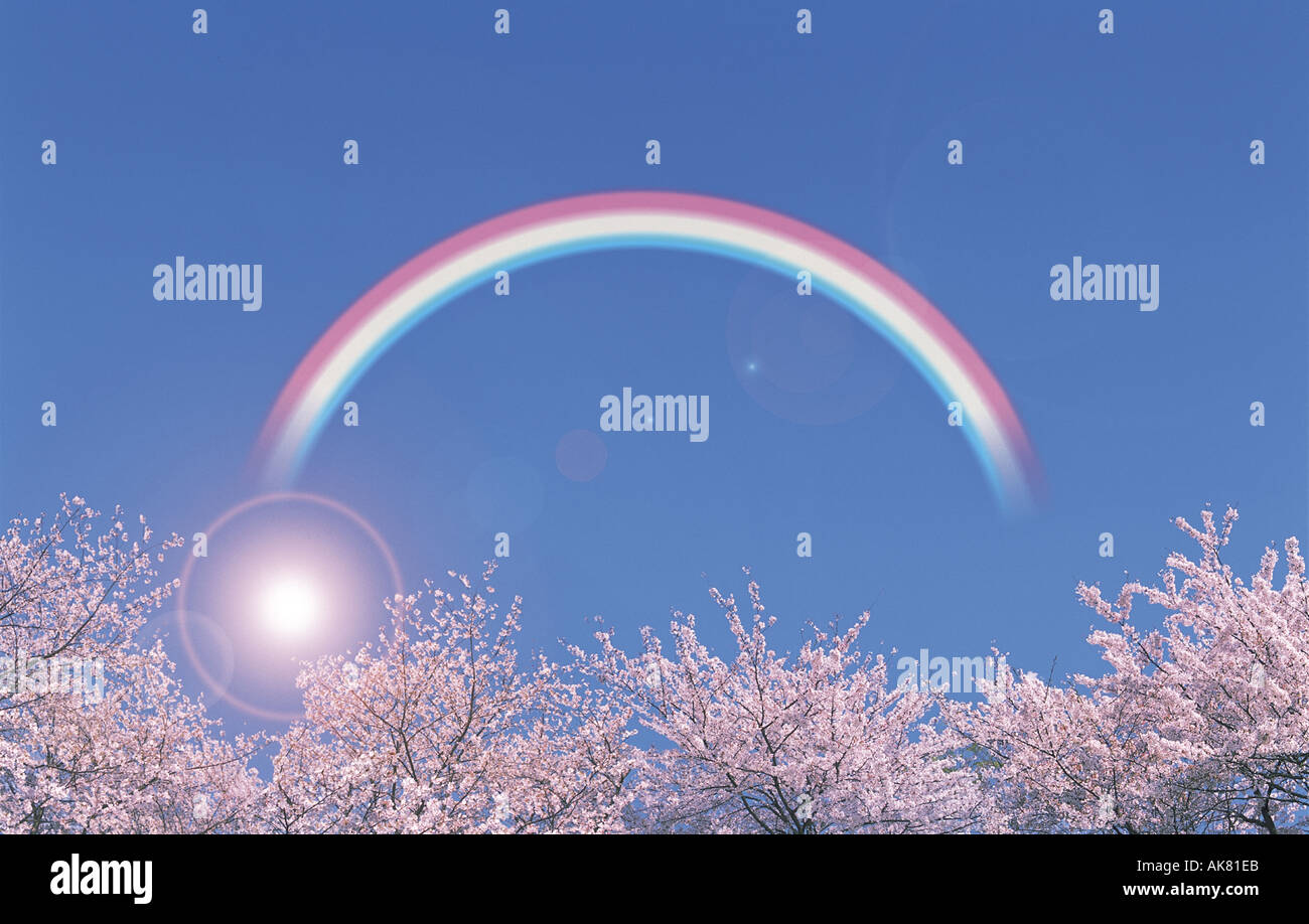 Cherry blossom trees rainbow Stock Photo - Alamy