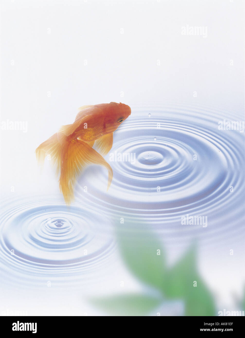 Goldfish water ripple Stock Photo - Alamy