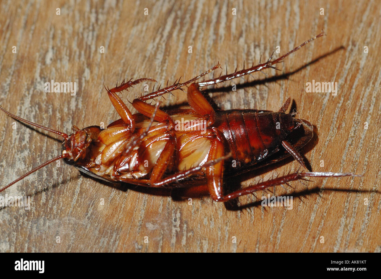 Dead Cockroach lying on the floor of a Thai house Stock Photo - Alamy