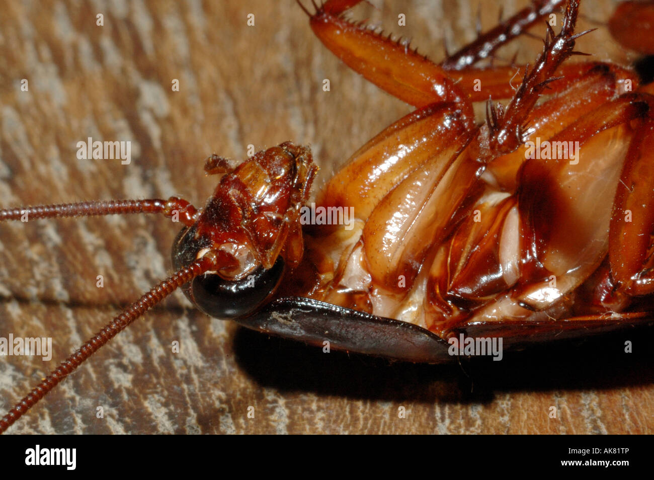 Dead Cockroach lying on the floor of a Thai house Stock Photo - Alamy