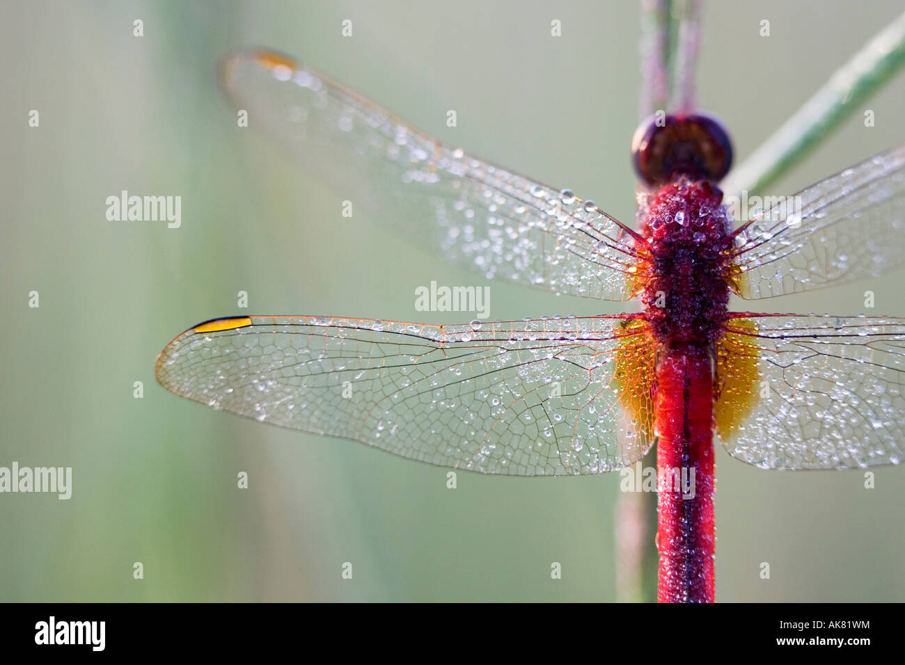 Crocothemis servilia. Ruddy Marsh Skimmer / Scarlet skimmer / Indian ...
