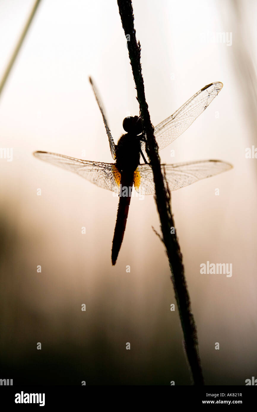 Crocothemis servilia. Ruddy Marsh Skimmer / scarlet skimmer / Indian ...