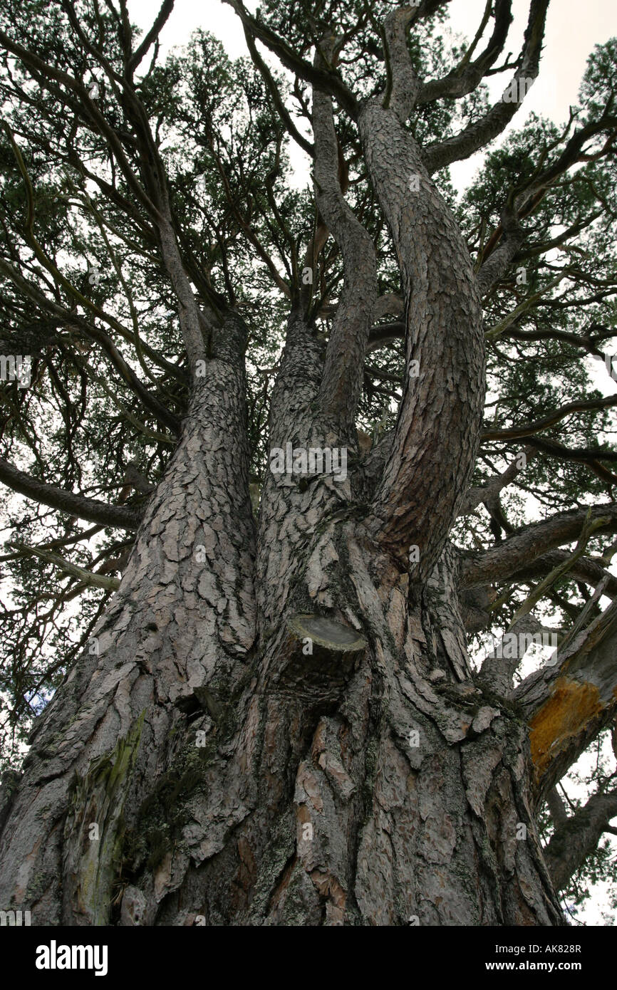 Fir tree trunk detail looking up Stock Photo - Alamy
