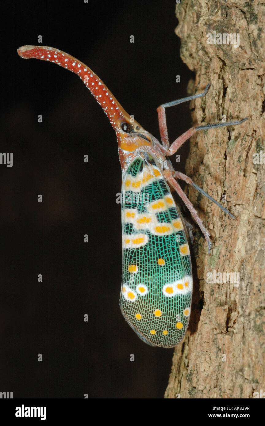 Long nosed Lantern Bug (Pyrops candelaria) in northern Thailand Stock ...