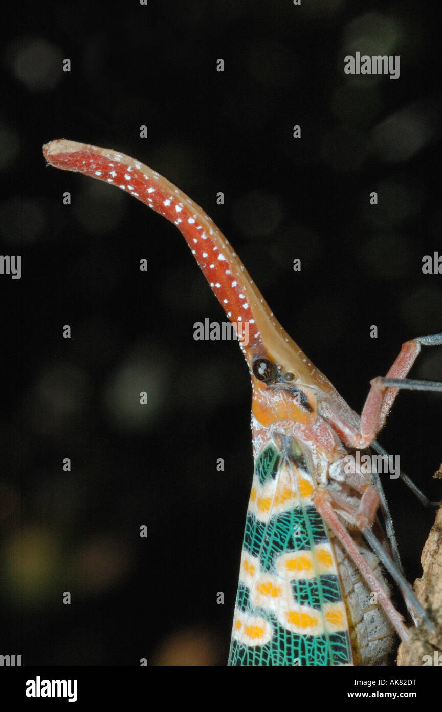 Long nosed Lantern Bug (Pyrops candelaria) in northern Thailand Stock ...