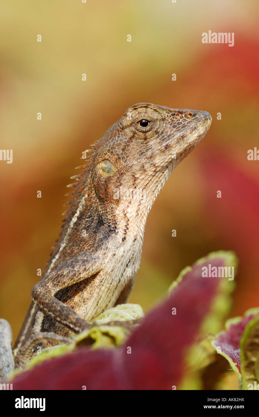 Young Calotes versicolor lizard in Mae Wa National Park, Thailand Stock ...