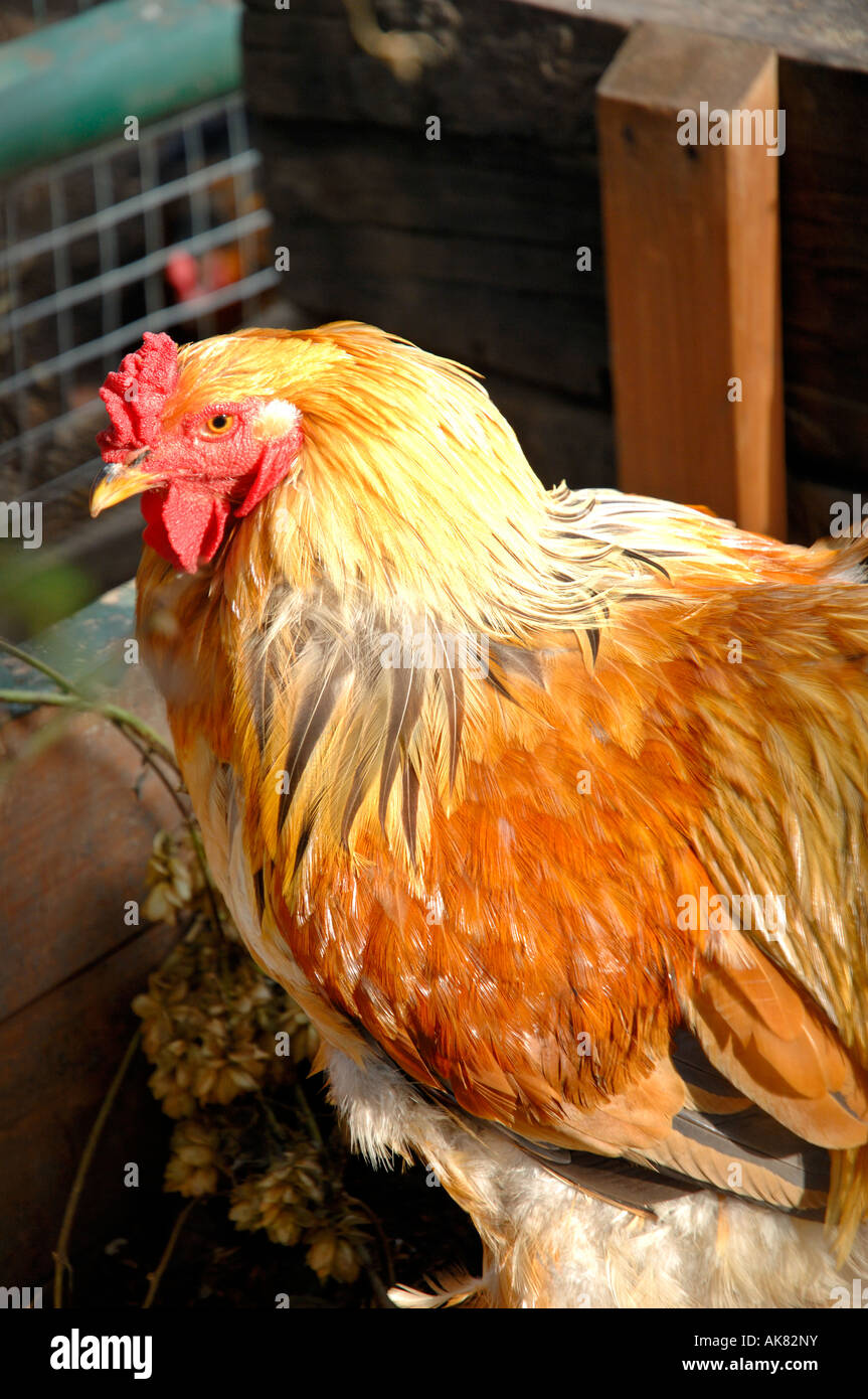 Golden cockerel, United Kingdom Stock Photo - Alamy