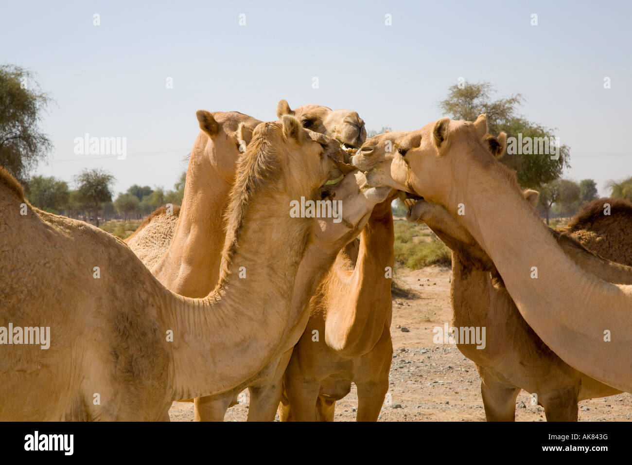 Camels, feeding, eating sharing cardboard UAE United Arab Emirates ...