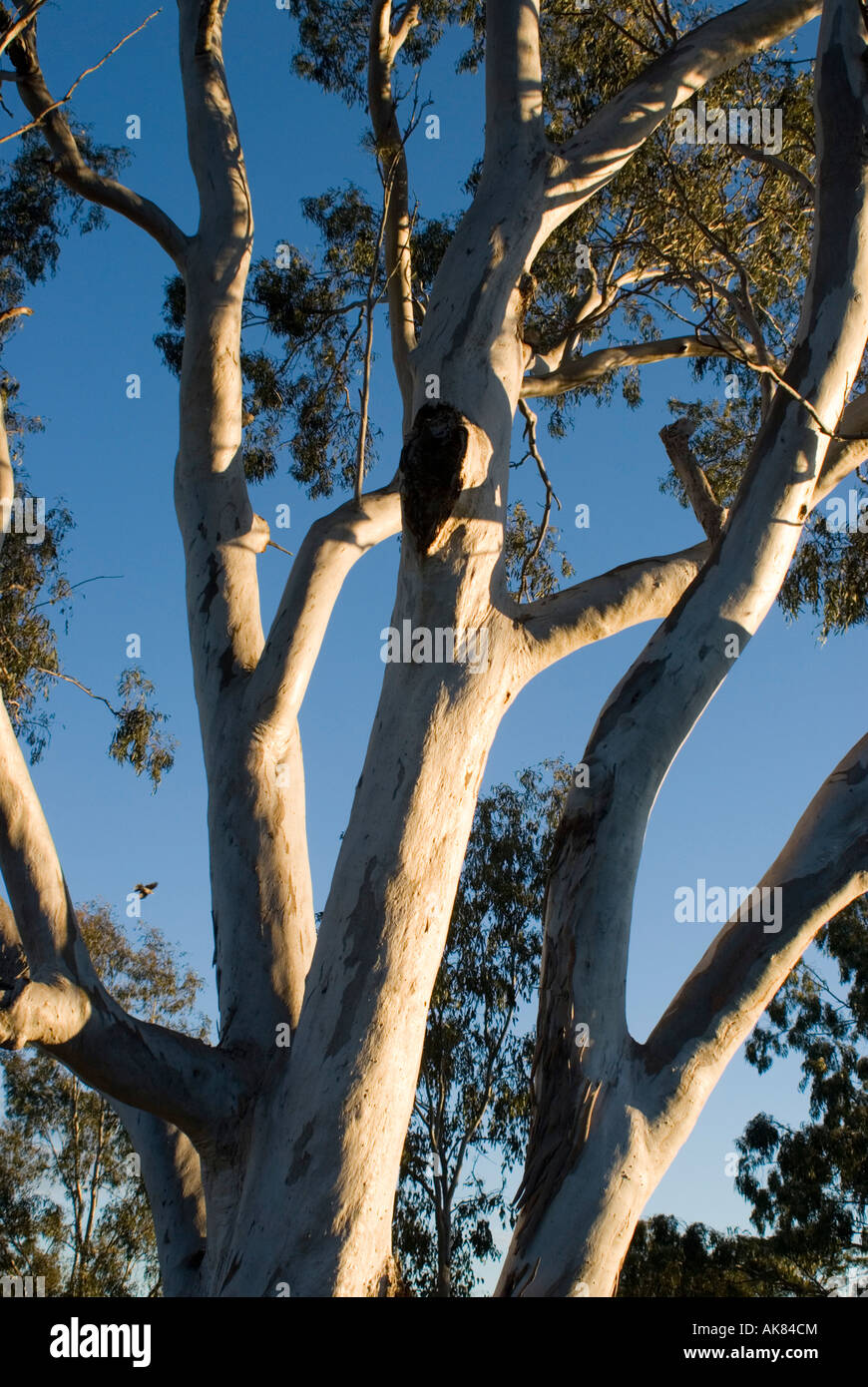 Eucalyptus tree, Queensland, Australia Stock Photo - Alamy