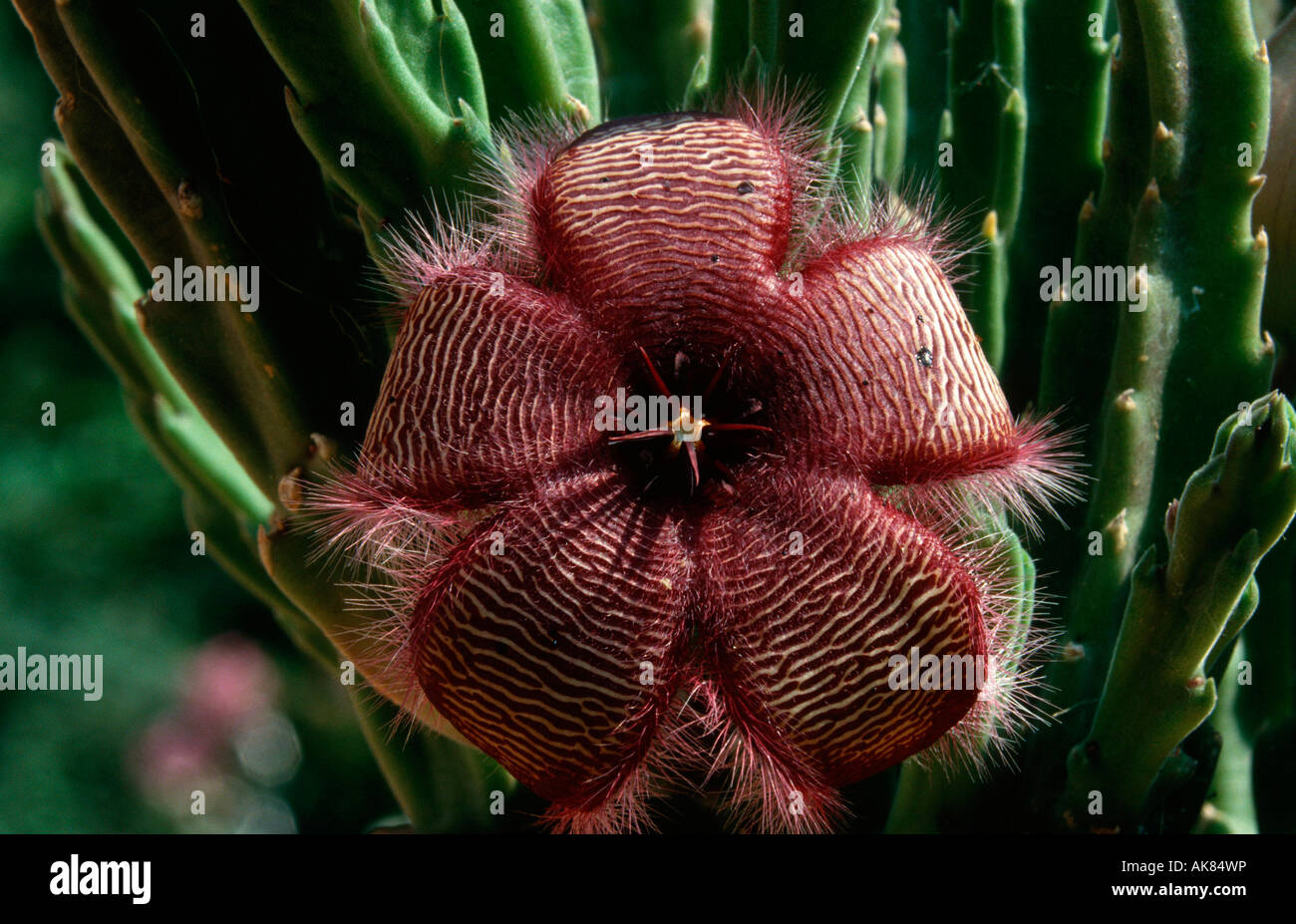 Carrion flowers hi-res stock photography and images - Alamy