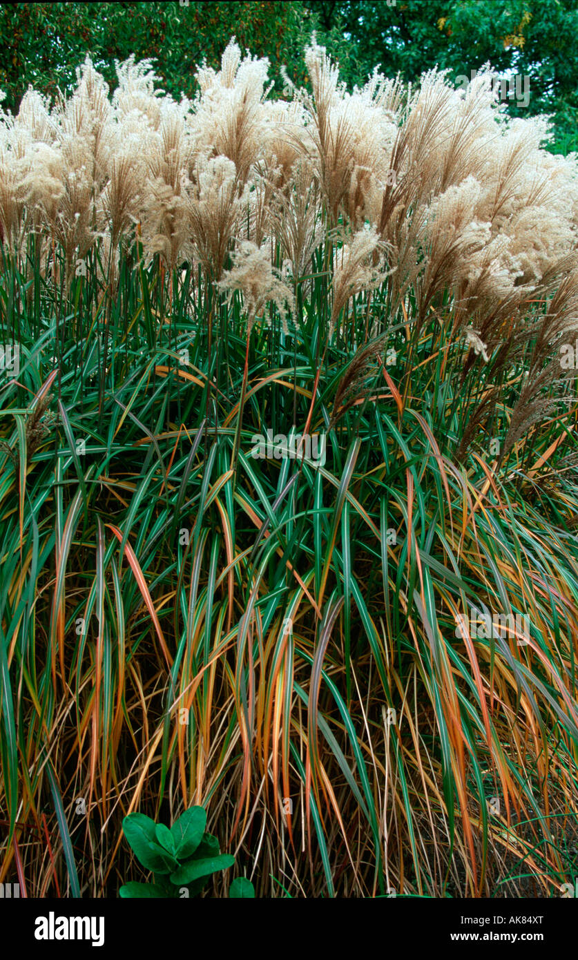Japanese Silver Grass Stock Photo - Alamy