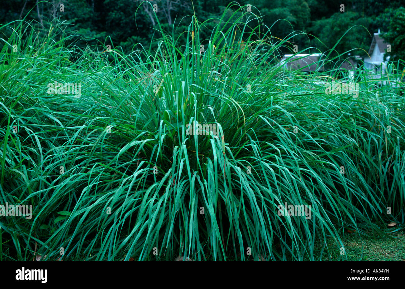 Cymbopogon nardus hi-res stock photography and images - Alamy