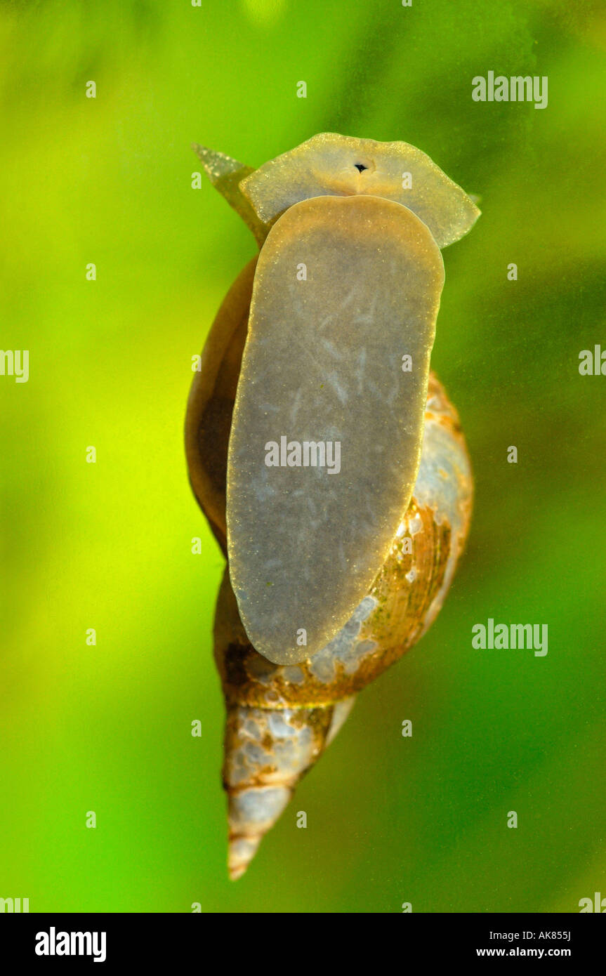 Pondsnail hi-res stock photography and images - Alamy