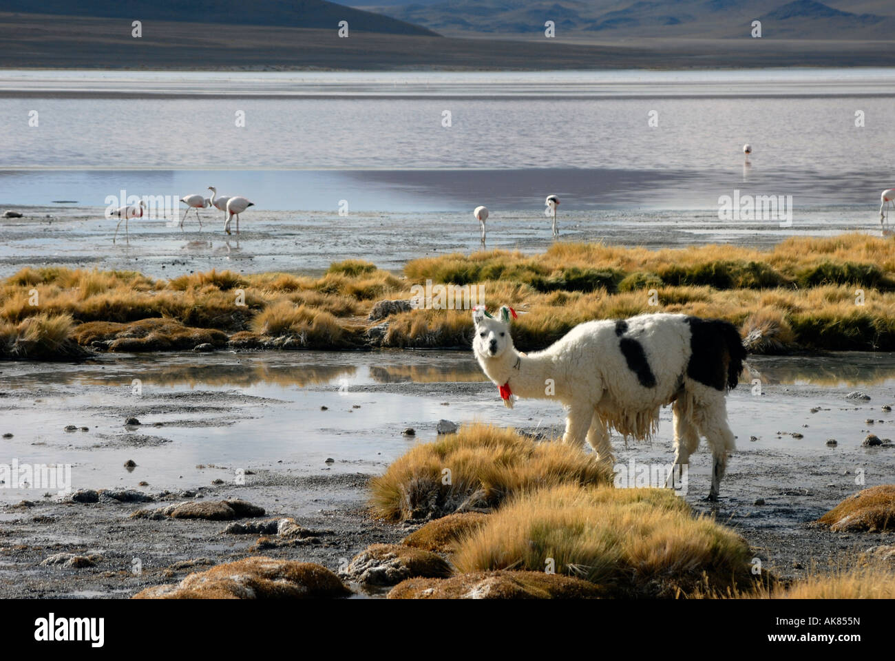 Reserva natural de fauna andina hi-res stock photography and images - Alamy