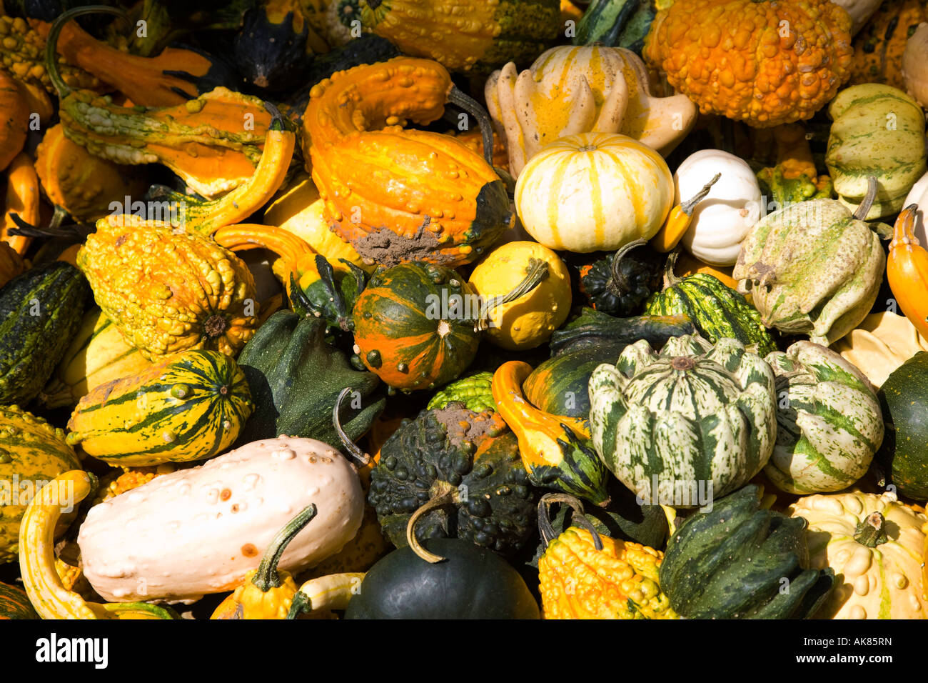squash gourd for decoration colorful Stock Photo - Alamy