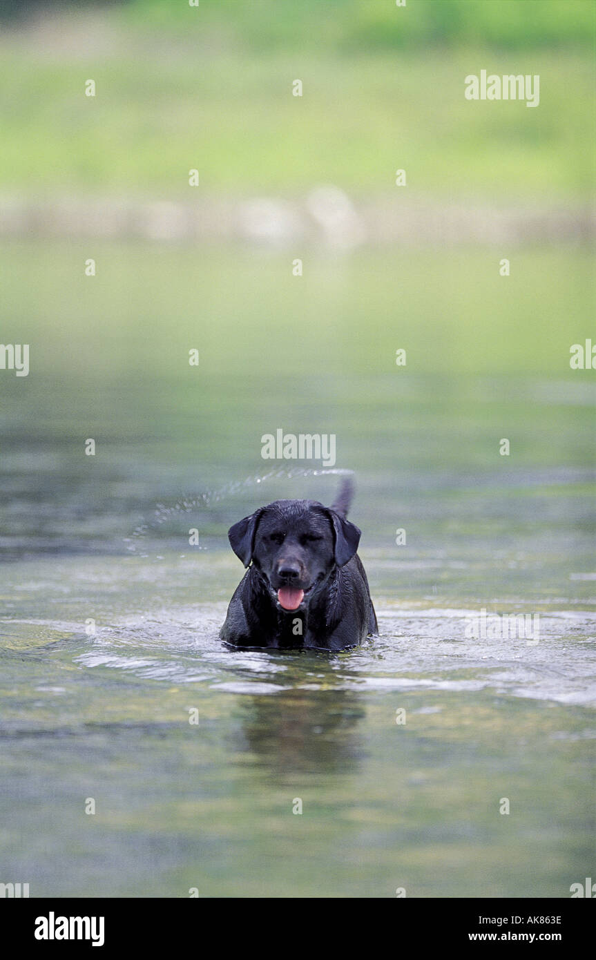 Labrador retreivers hi-res stock photography and images - Alamy