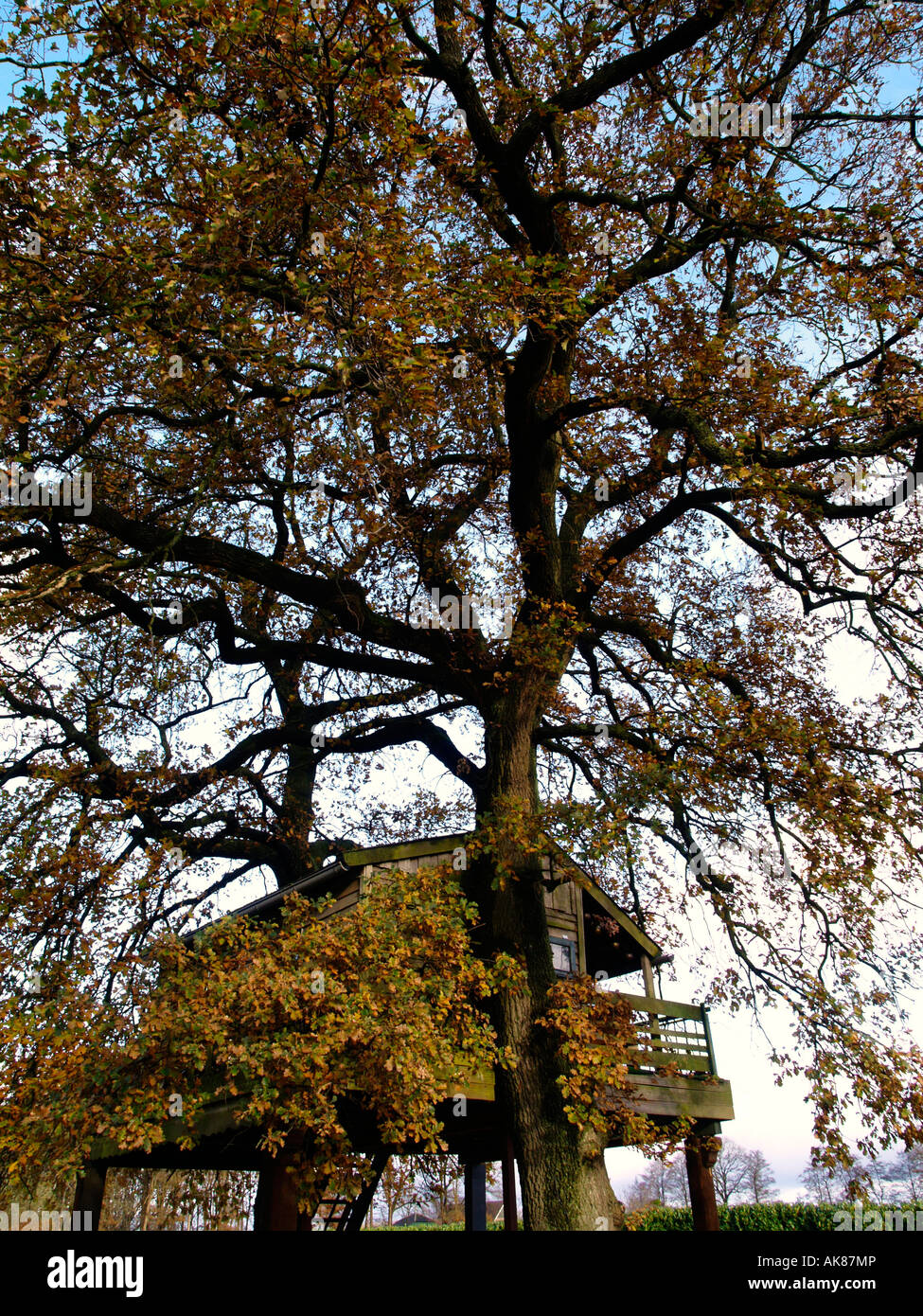 Oak tree with tree house autumn in the Netherlands Stock Photo - Alamy