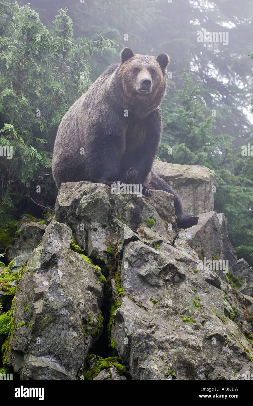 An sub adult male Brown grizzly bear sat on forest rock in Canada Stock ...