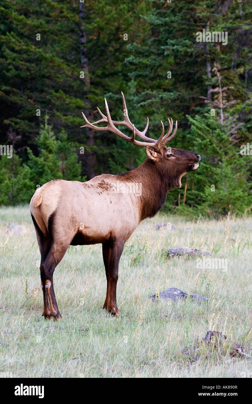 An adult male Elk in Jasper in the Canadian Rockies Stock Photo - Alamy