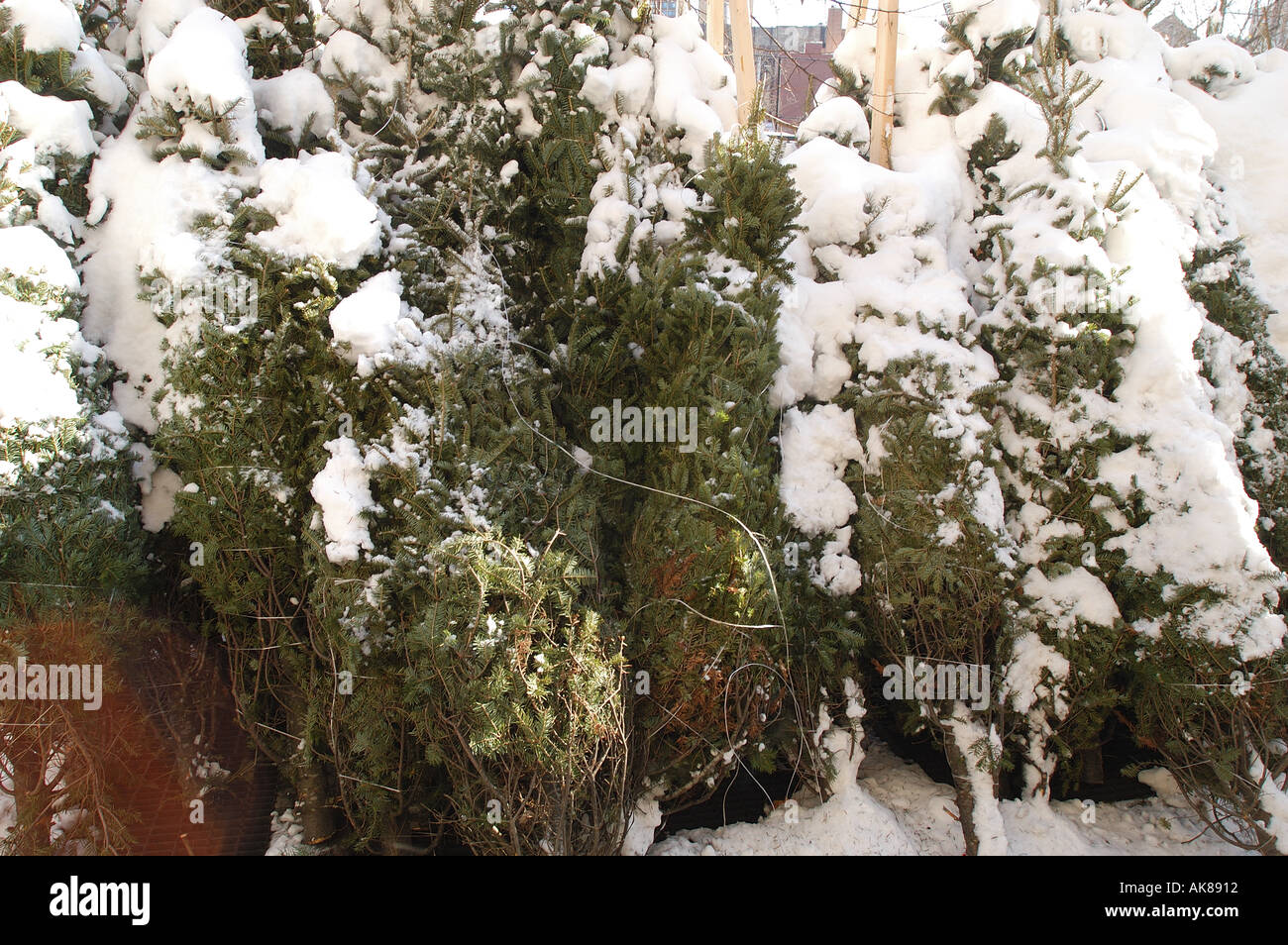 Christmas trees pine real snow winter Stock Photo - Alamy