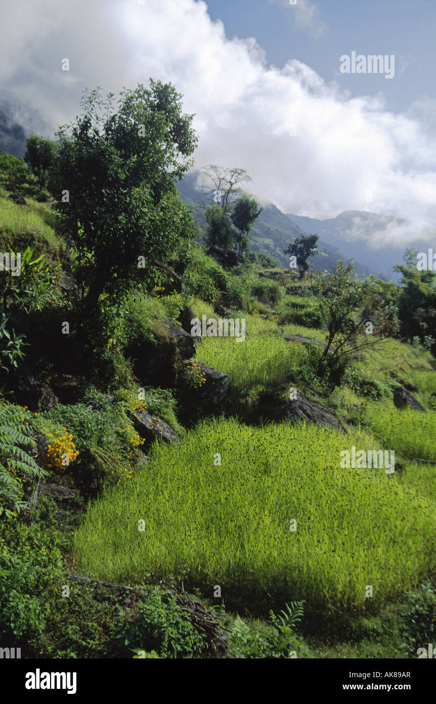 Millet grows in the middle hills, Nepal, Nepal Stock Photo - Alamy