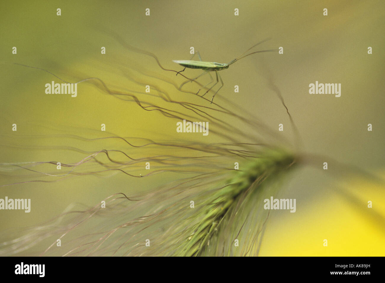 wild barley, foxtail barley, squirrel-tail grass (Hordeum jubatum), bug ...