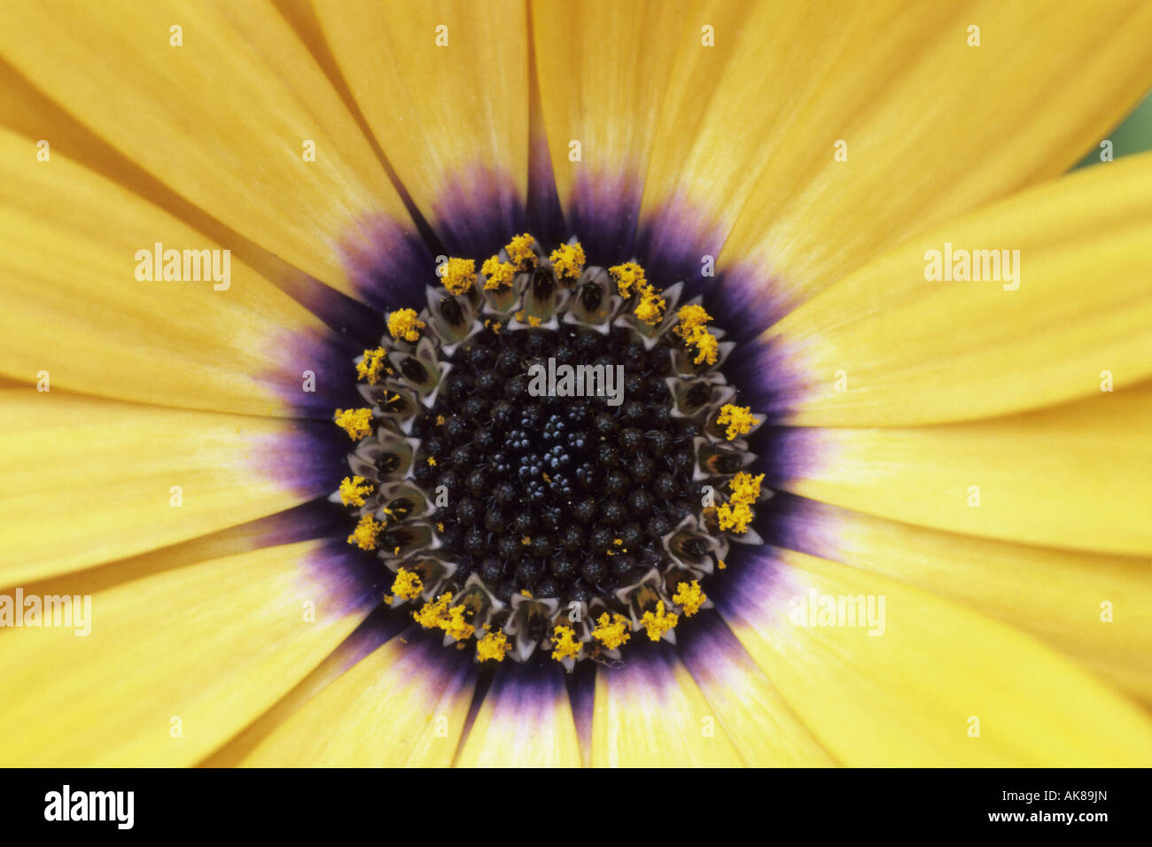 Freeway daisy osteospermum ecklonis african summer hi-res stock ...