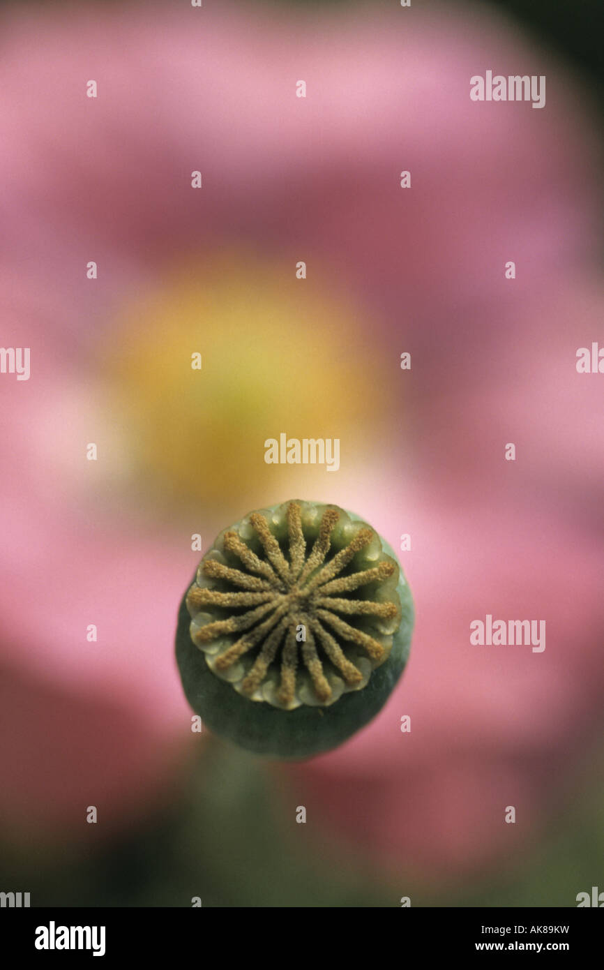 poppy (Papaver spec.), young fruit Stock Photo - Alamy