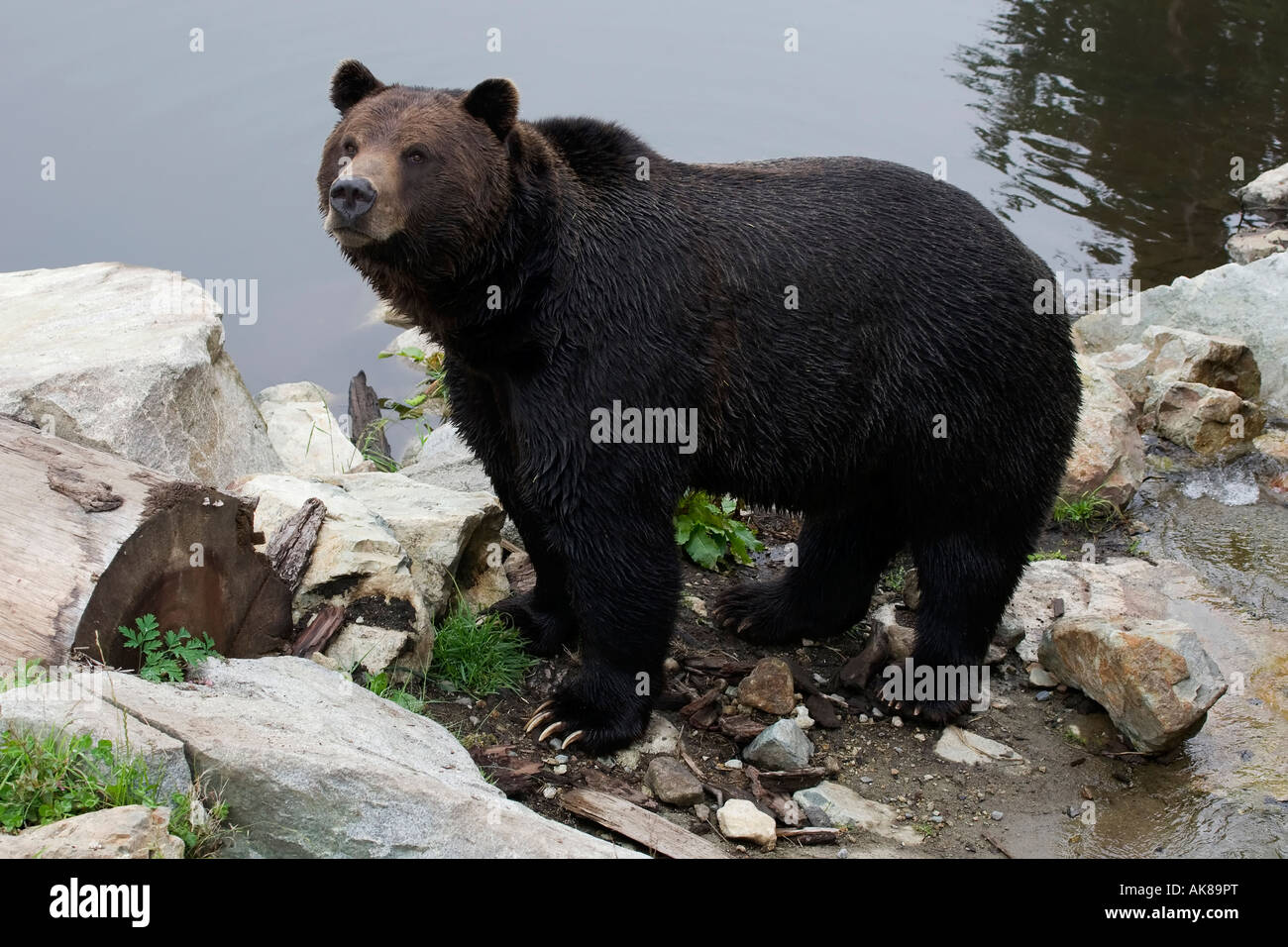 An sub adult male Brown grizzly bear foraging at the side of a lake in ...