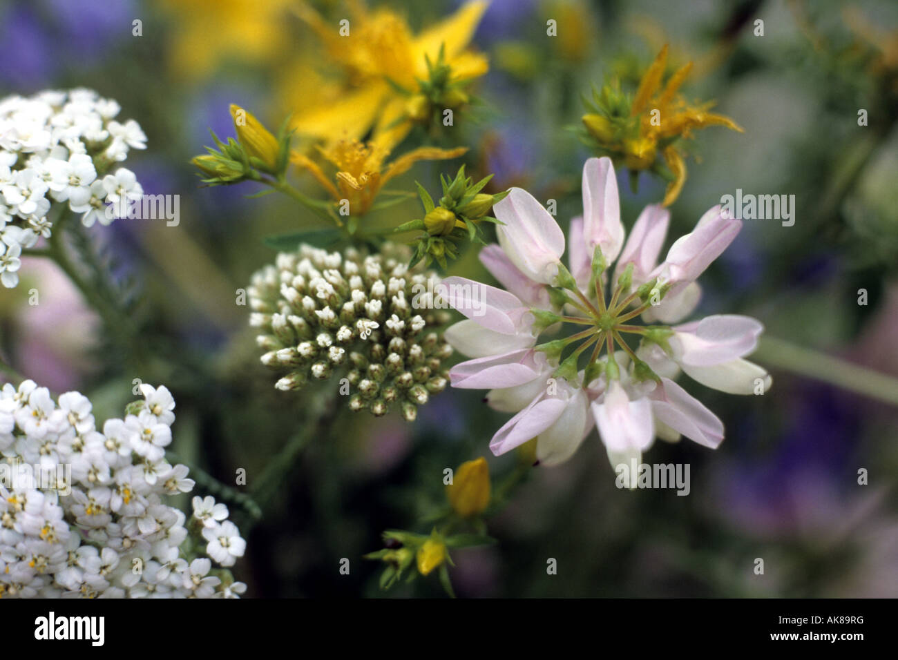 crown vetch, trailing crownvetch, common crown-vetch (Coronilla varia ...