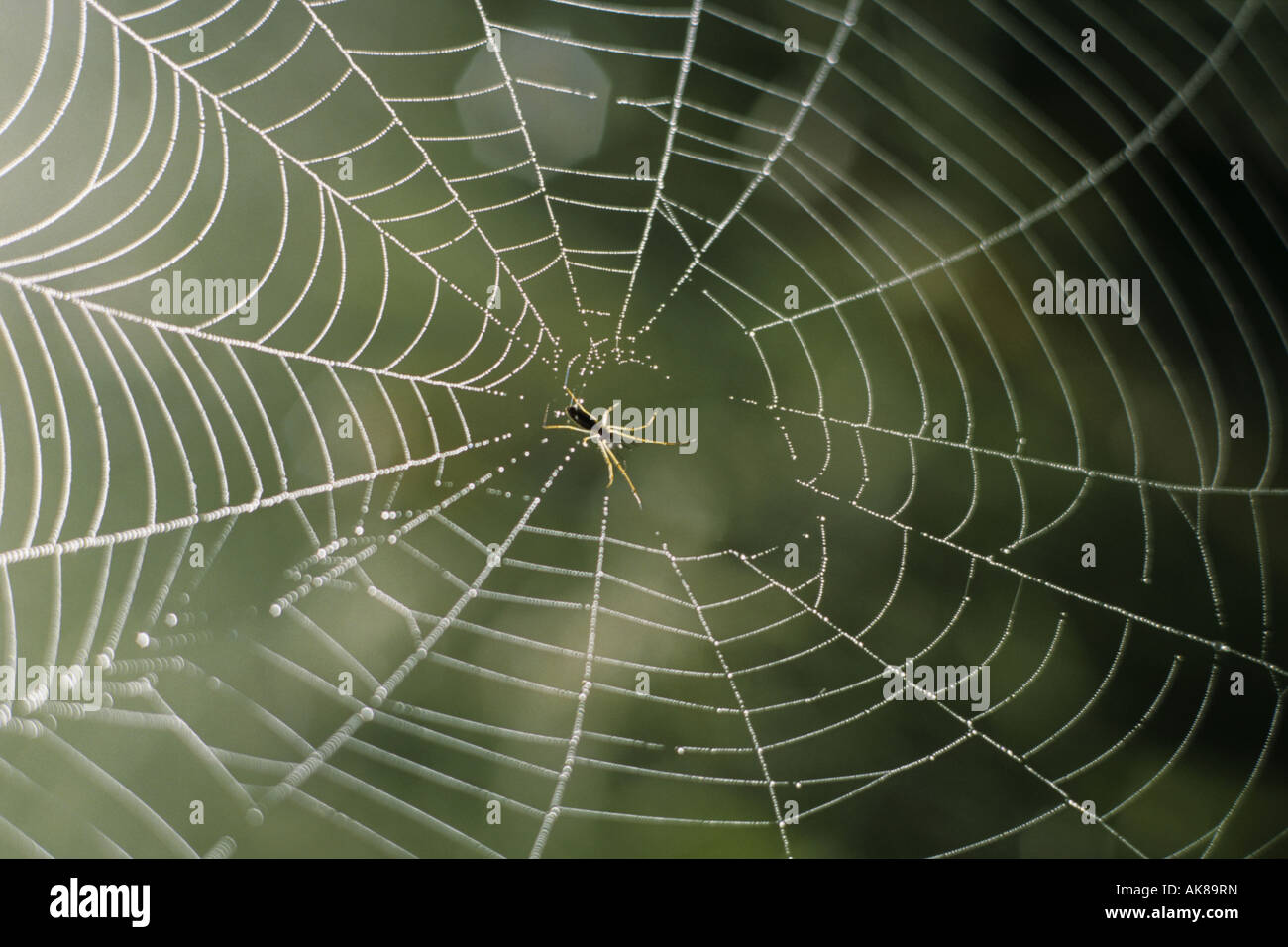 spiderweb with spider Stock Photo - Alamy