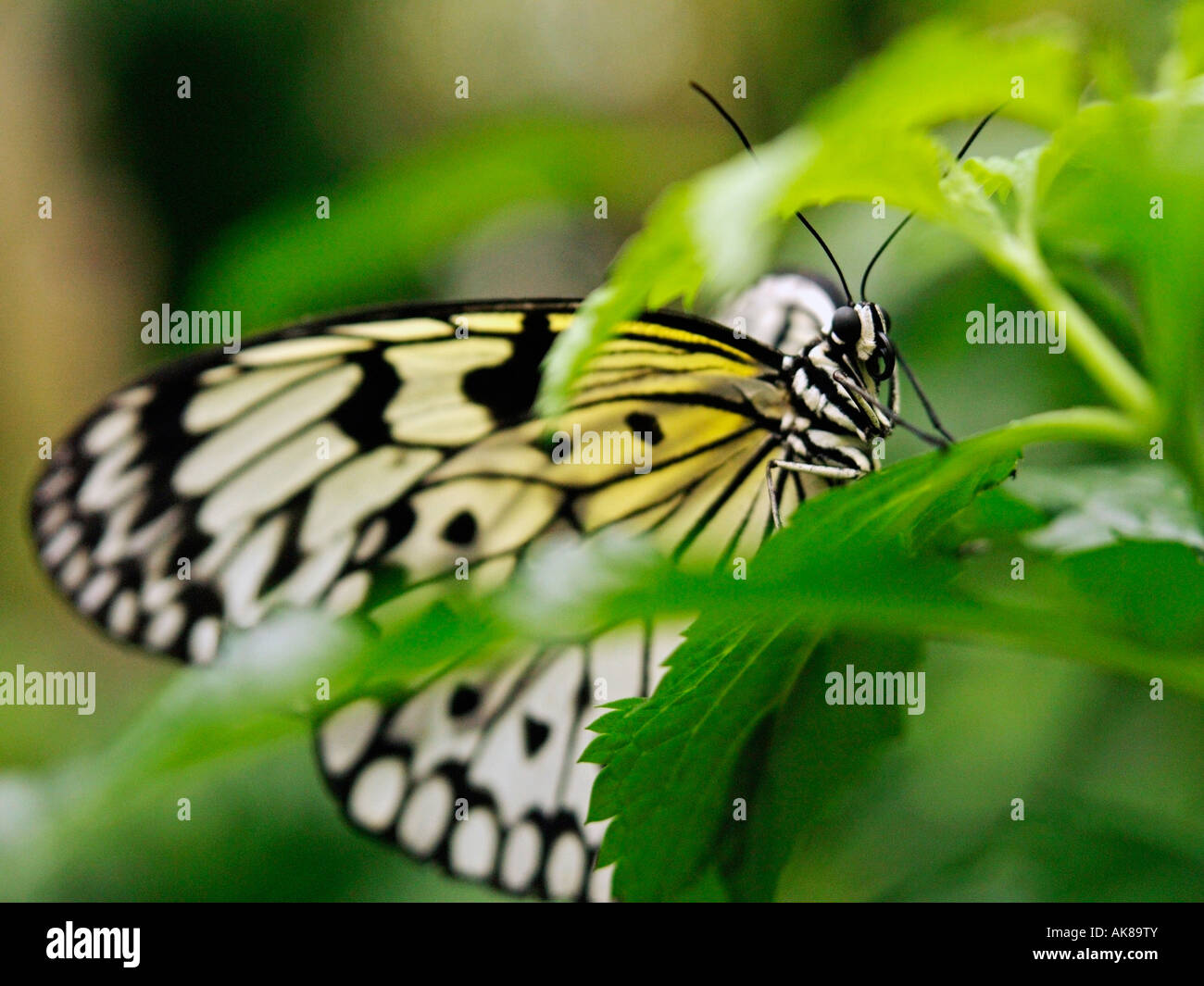 White nymph butterfly hi-res stock photography and images - Alamy