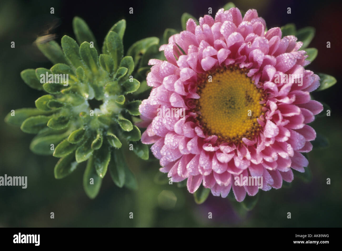 Chinese aster, China Aster (Callistephus chinensis), blooming Stock ...
