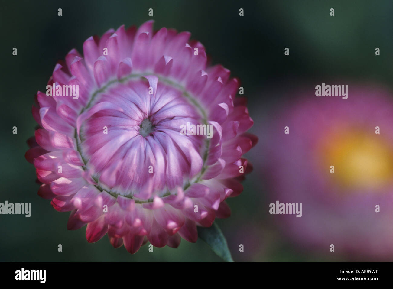 strawflower (Helichrysum bracteatum), inflorescence Stock Photo - Alamy