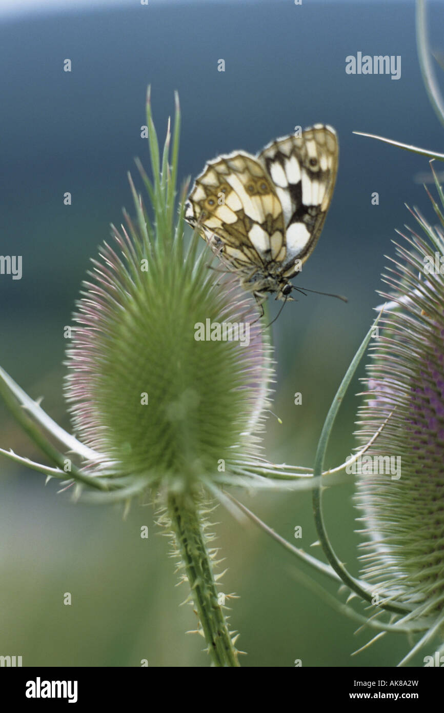 wild teasel, Fuller's teasel, common teasel, common teazle (Dipsacus ...