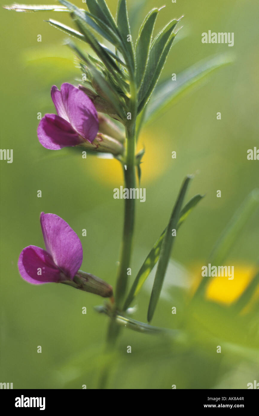 spring vetch (Vicia sativa), blooming Stock Photo - Alamy