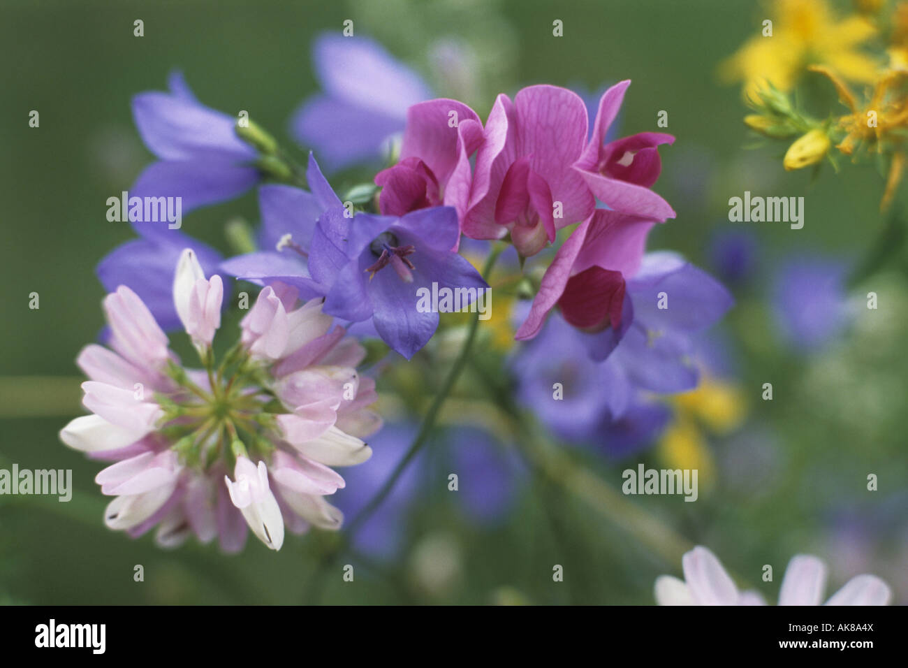 Crown vetch trailing crownvetch common hi-res stock photography and ...